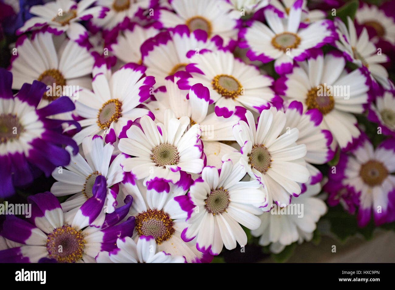 beautiful spring flowers. focus on the front side flowers and rear side ...