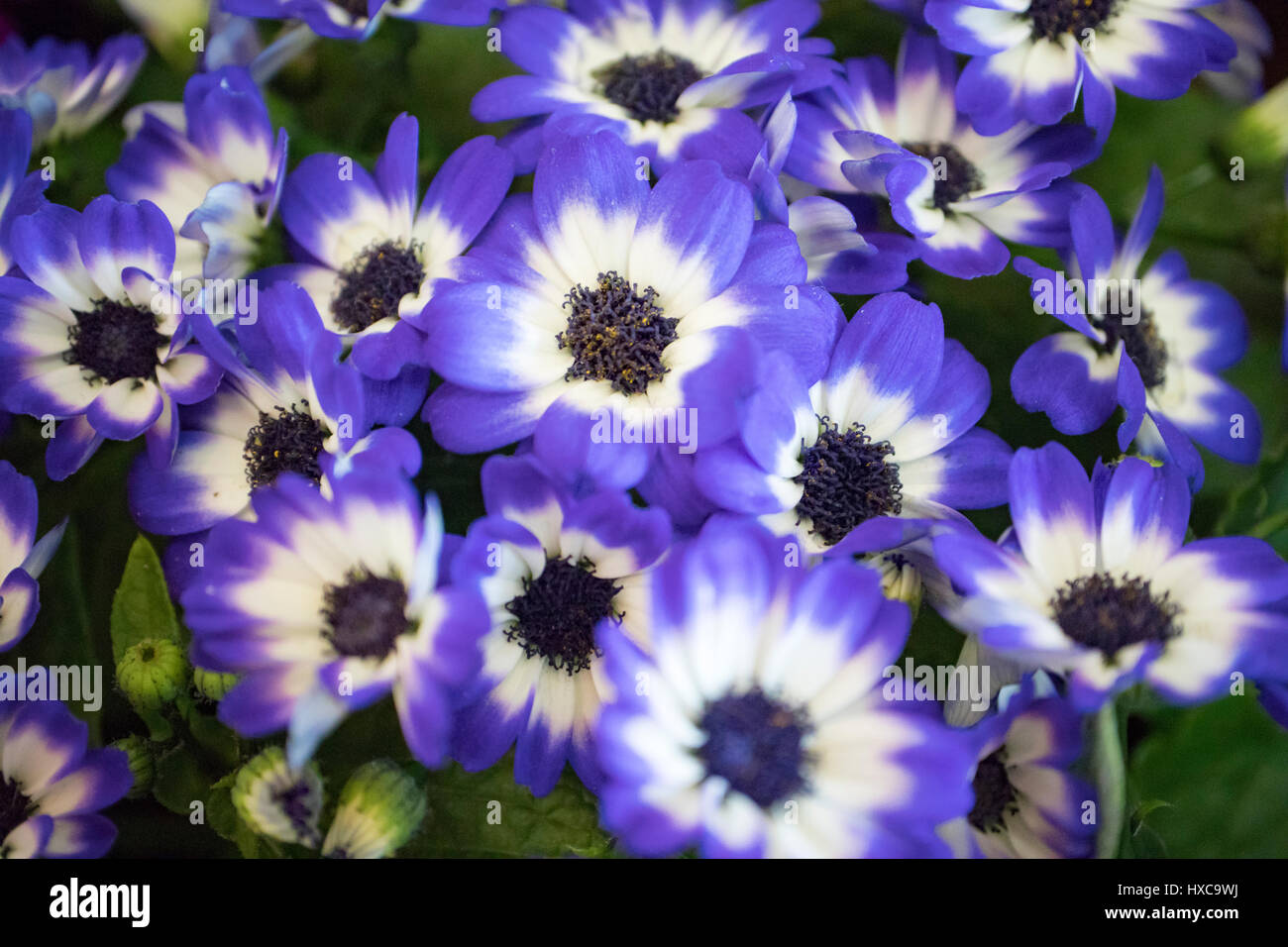 beautiful spring flowers. focus on the front side flowers and rear side ...