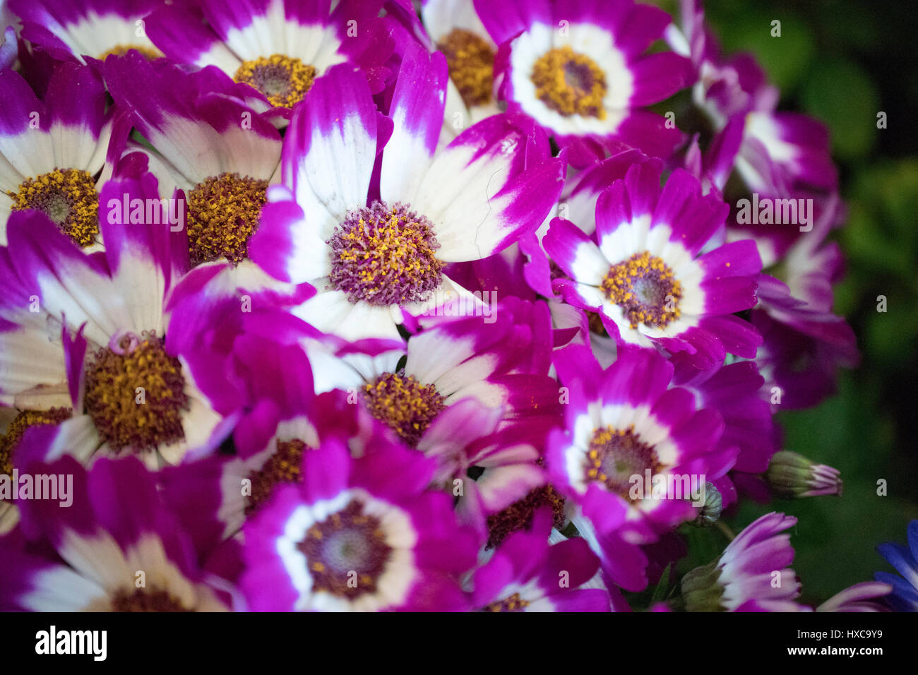 beautiful spring flowers. focus on the front side flowers and rear side ...