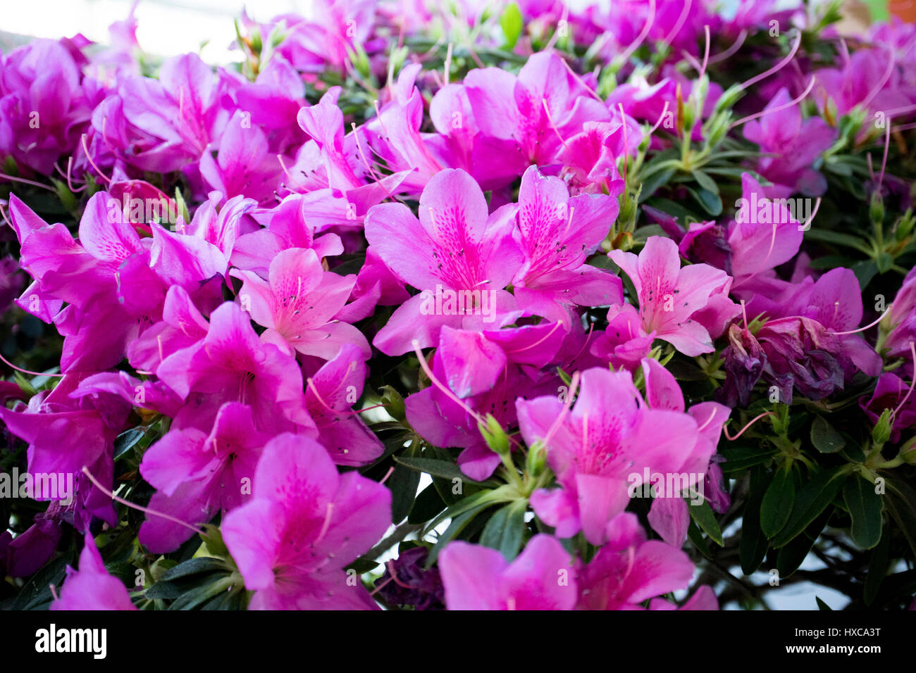 the flowers named azalea are fully blossom in the garden Stock Photo ...
