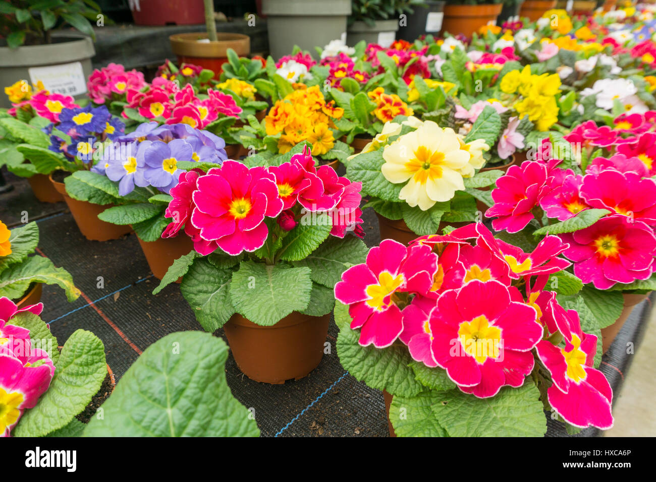 Springtime flowers in planters Stock Photo - Alamy