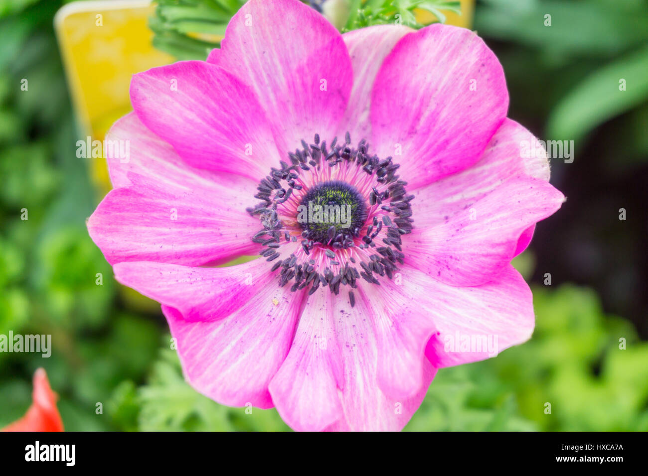 Close up pictures of flowers in springtime, UK Stock Photo - Alamy