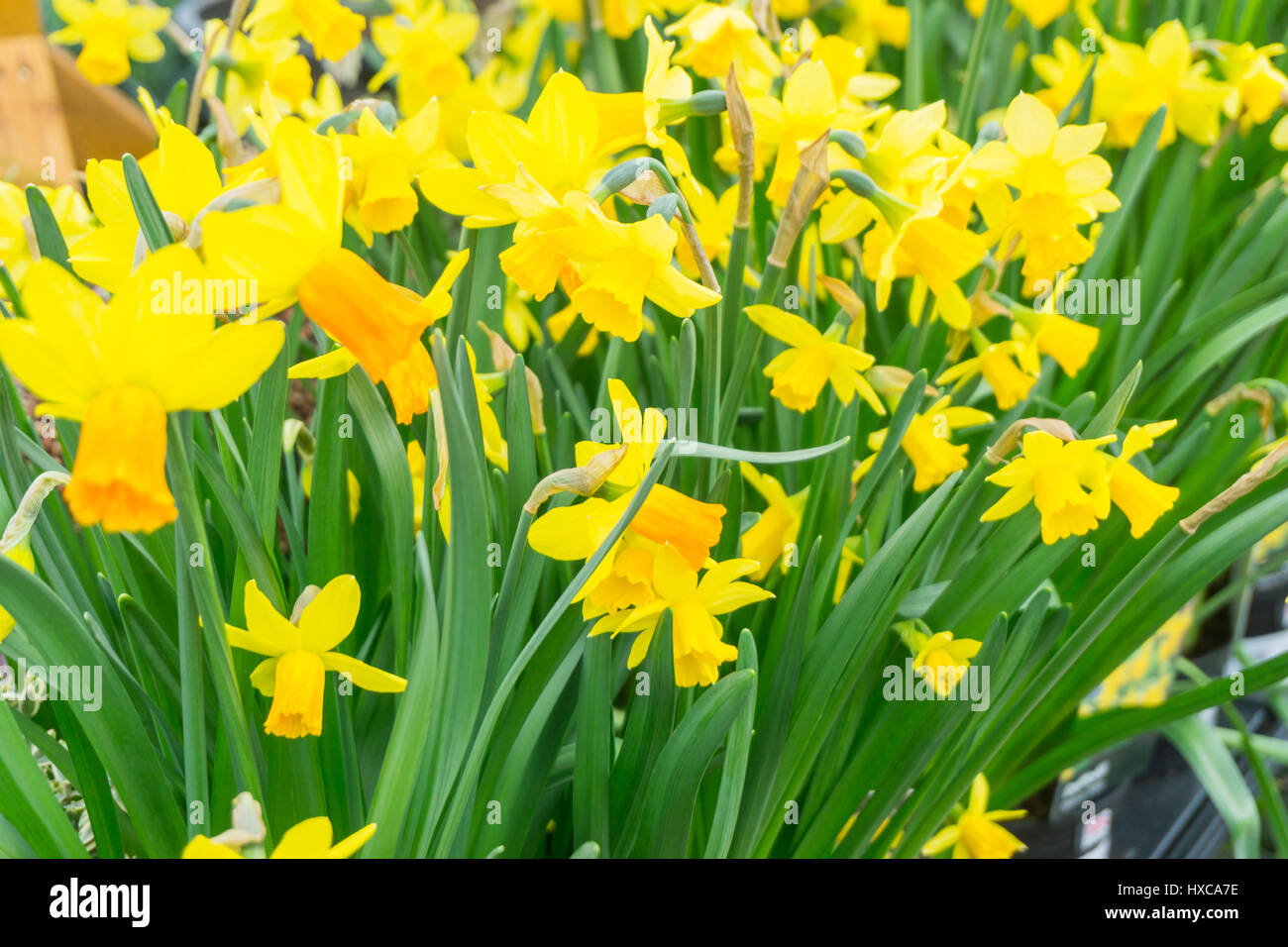 Yellow daffodils in the countryside, UK Stock Photo - Alamy