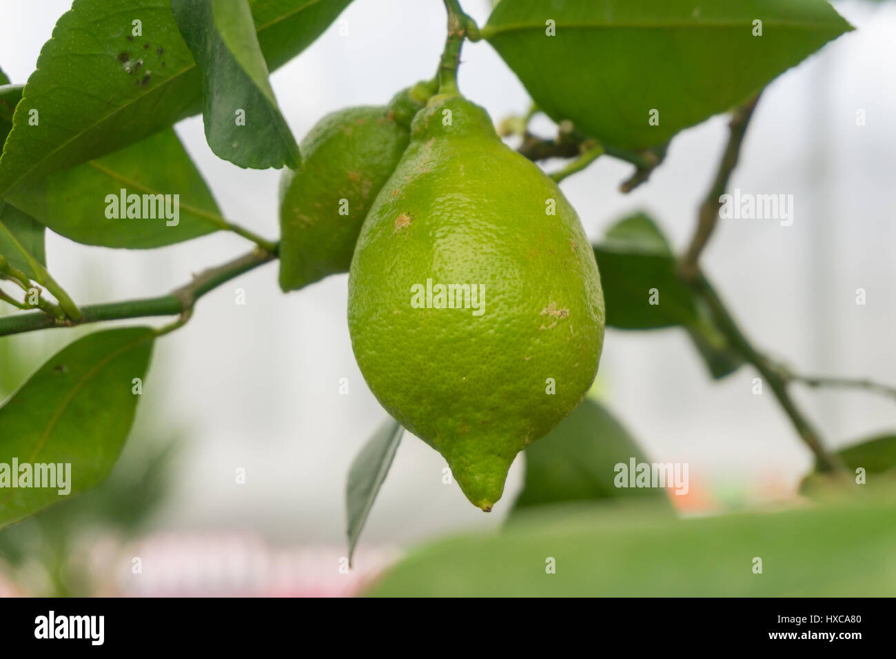 Tree indoors hi-res stock photography and images - Alamy
