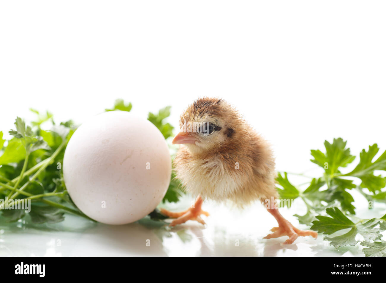 Small live chicken with egg and greens Stock Photo - Alamy