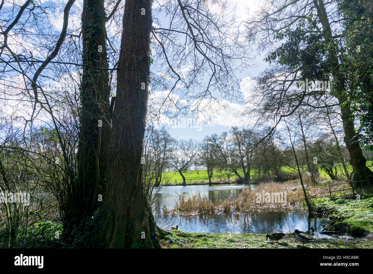 Lemon tree indoors, UK Stock Photo - Alamy