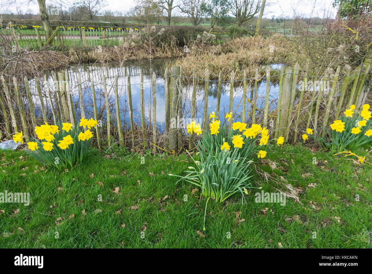 Daffodils in the countryside hi-res stock photography and images - Alamy