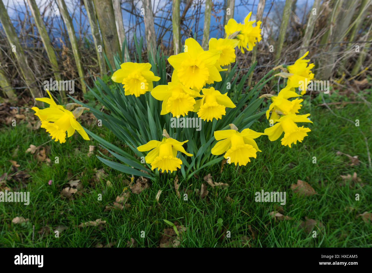 Yellow daffodils in the countryside, UK Stock Photo - Alamy