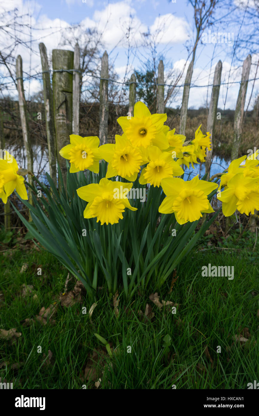 Yellow daffodils in the countryside, UK Stock Photo - Alamy
