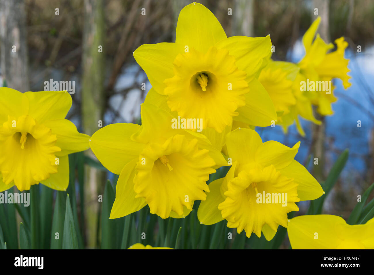 Yellow daffodils in the countryside, UK Stock Photo - Alamy