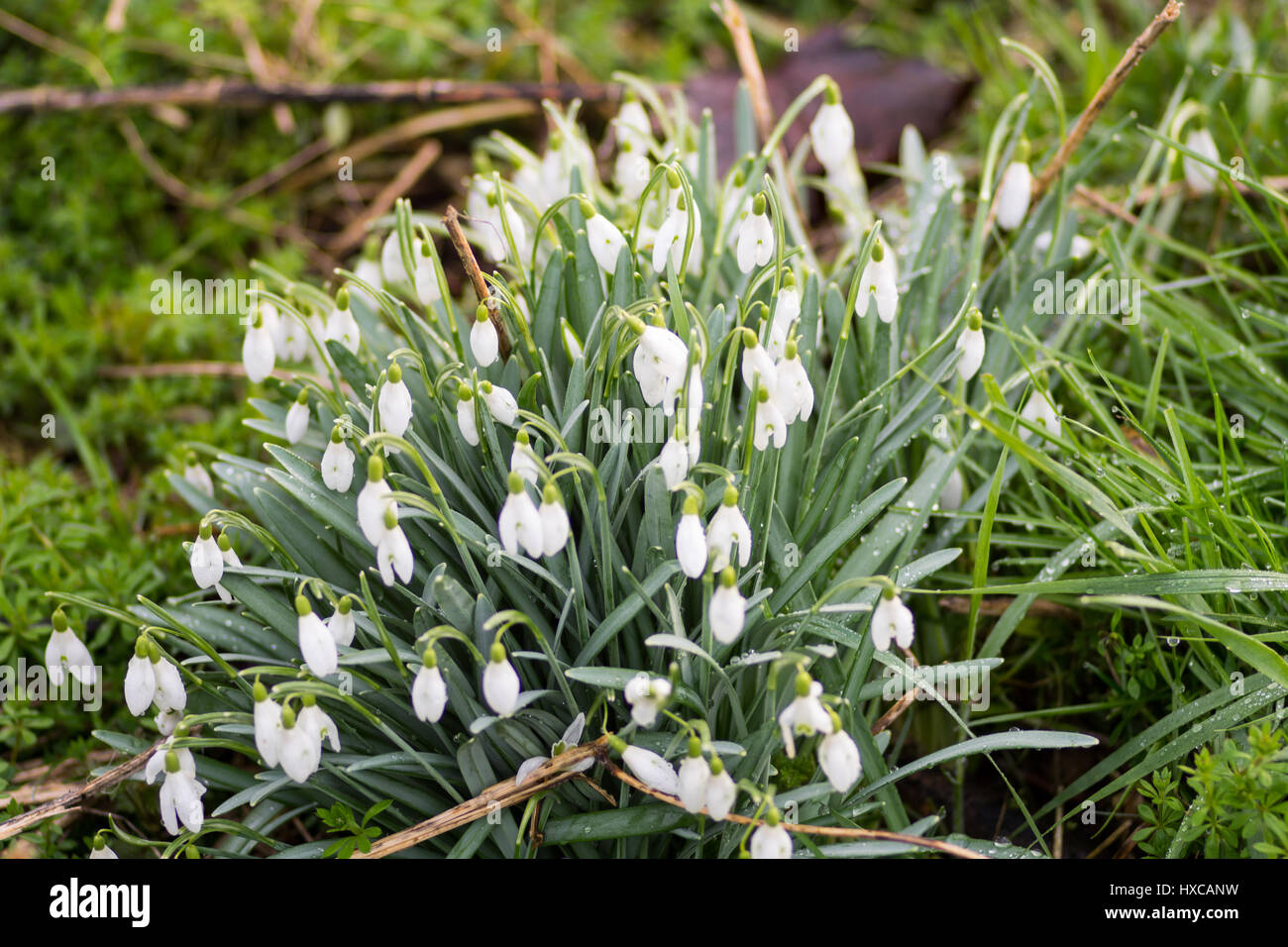Spring snow drops hi-res stock photography and images - Alamy