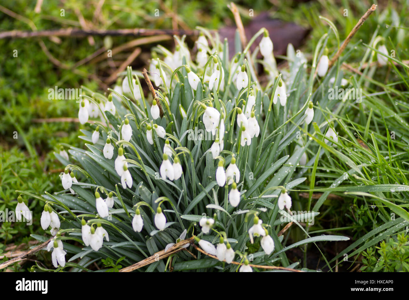 Drops countryside hi-res stock photography and images - Alamy