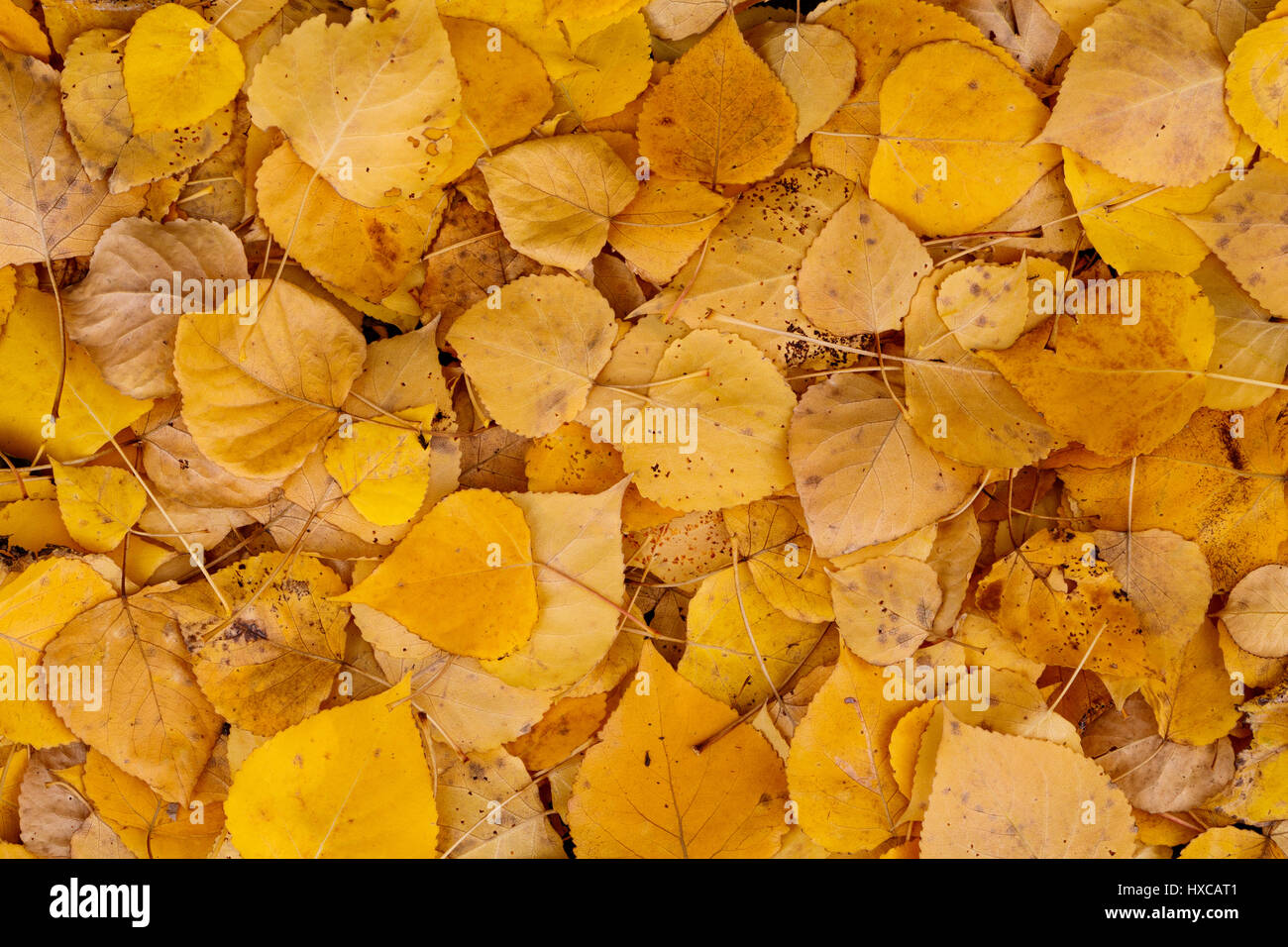 Golden yellow of autum aspen leaves on the woodland floor Stock Photo ...
