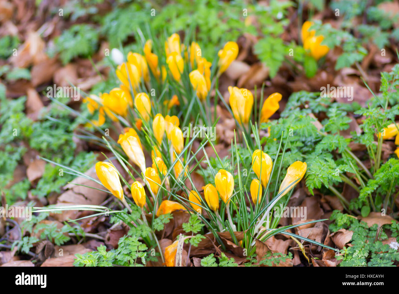 Yellow crocus petals hi-res stock photography and images - Alamy