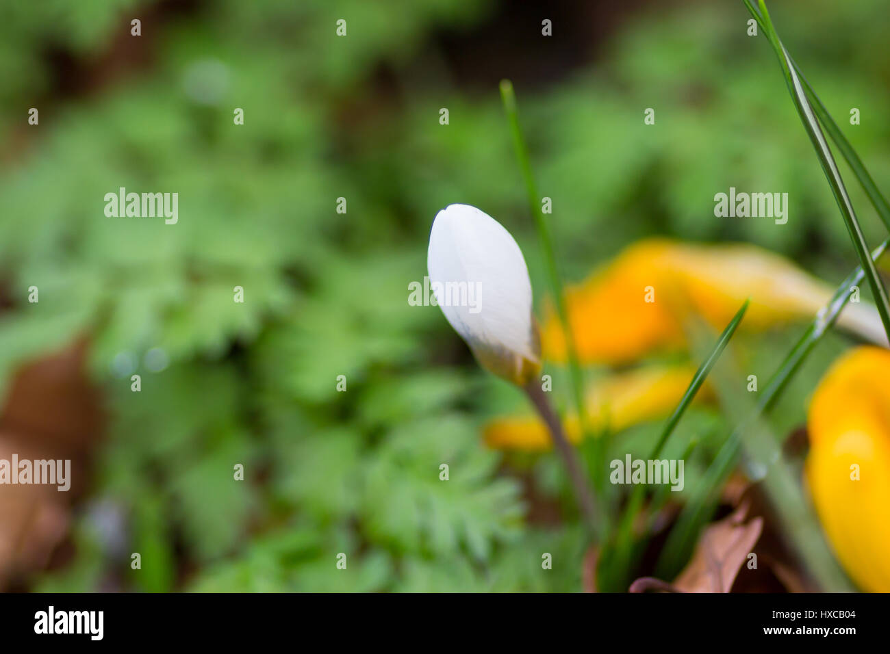 Drops of snow hi-res stock photography and images - Alamy