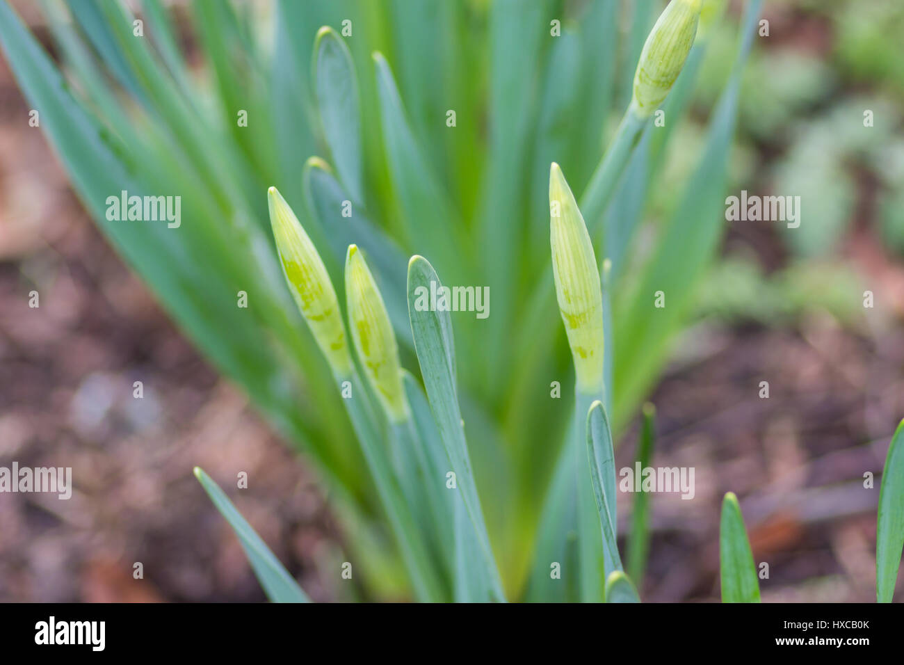 Yellow crocus at springtime, UK Stock Photo - Alamy
