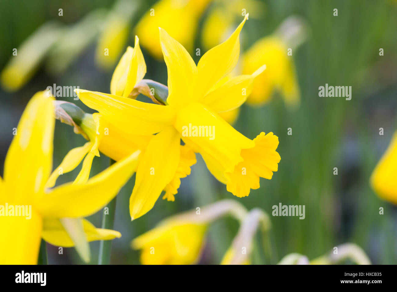 Yellow daffodils in the countryside, UK Stock Photo - Alamy