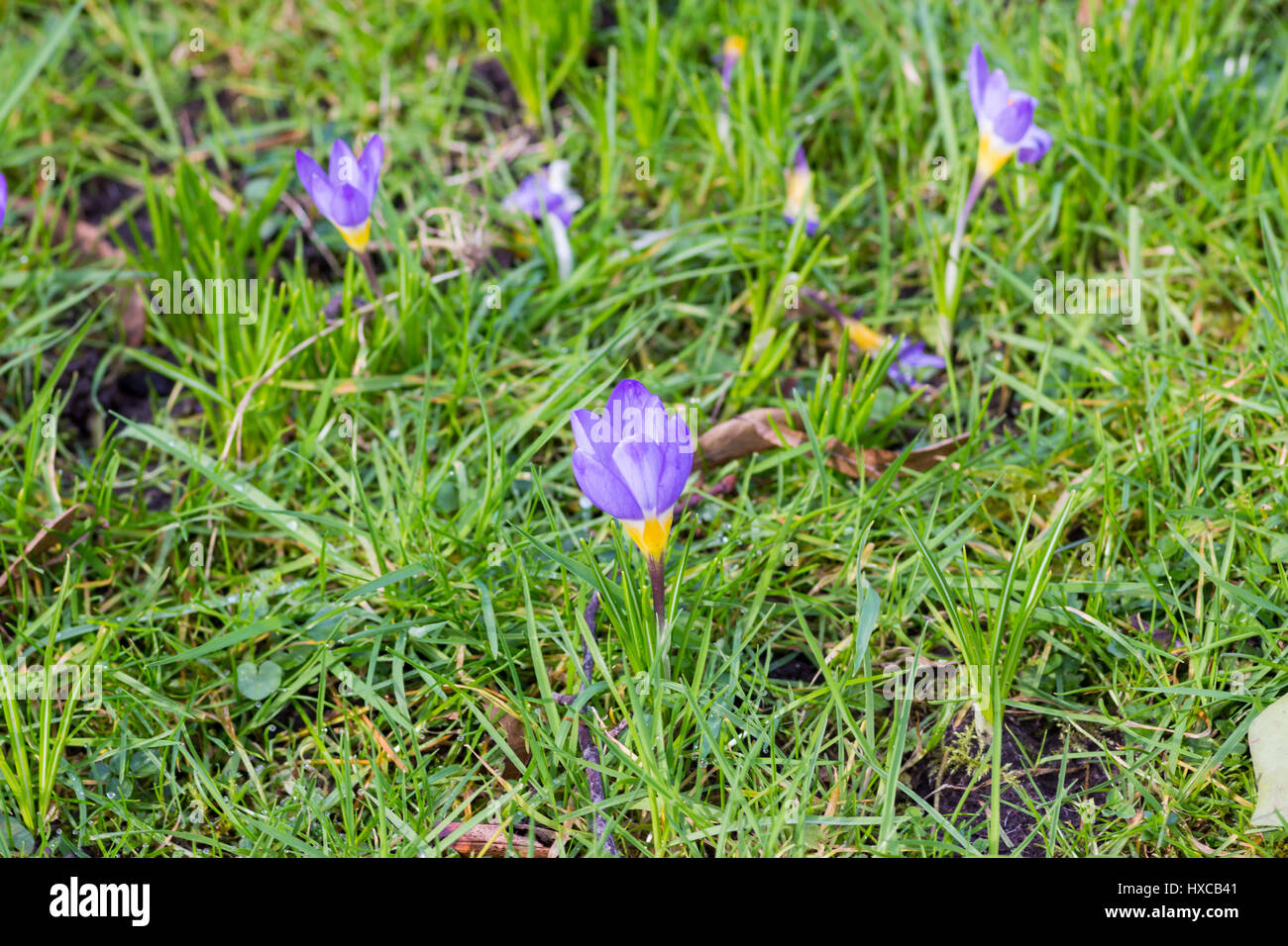 Lilac crocus in a park, UK Stock Photo - Alamy