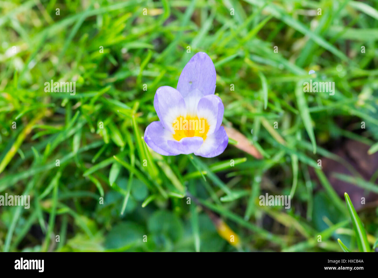 Lilac crocus in a park, UK Stock Photo - Alamy