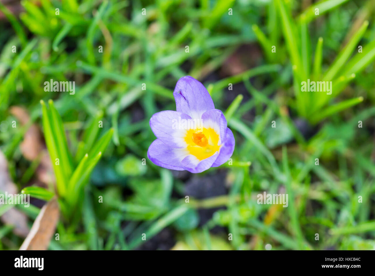 Lilac crocus in a park, UK Stock Photo - Alamy