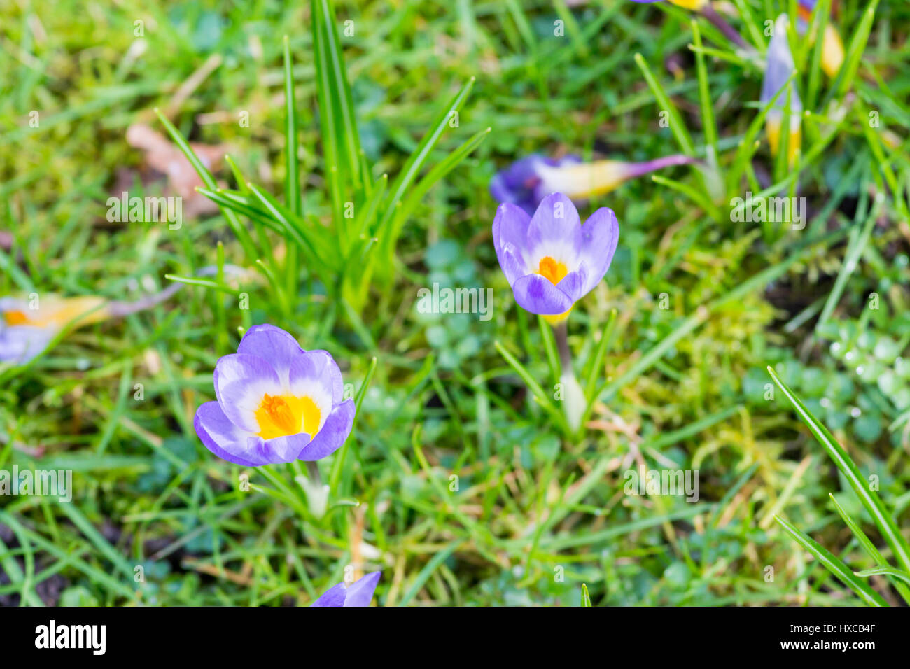 Lilac crocus in a park, UK Stock Photo - Alamy