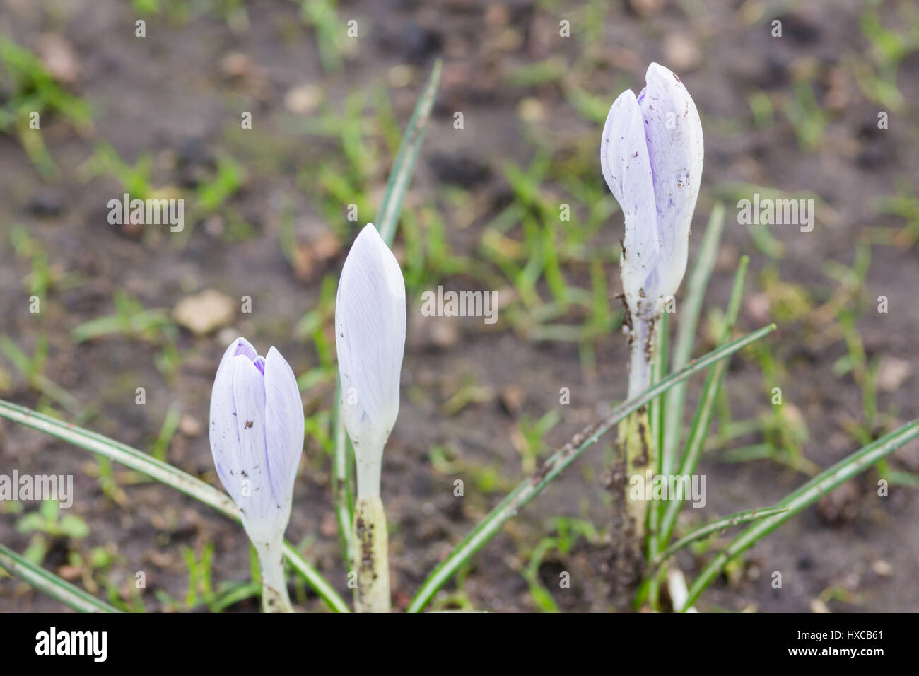 Drops of snow hi-res stock photography and images - Alamy