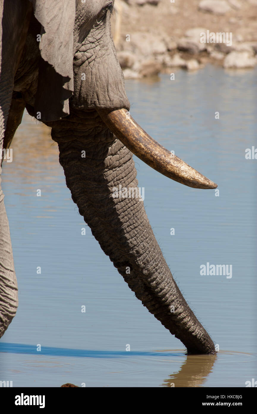 Using trunk to drink hi-res stock photography and images - Alamy