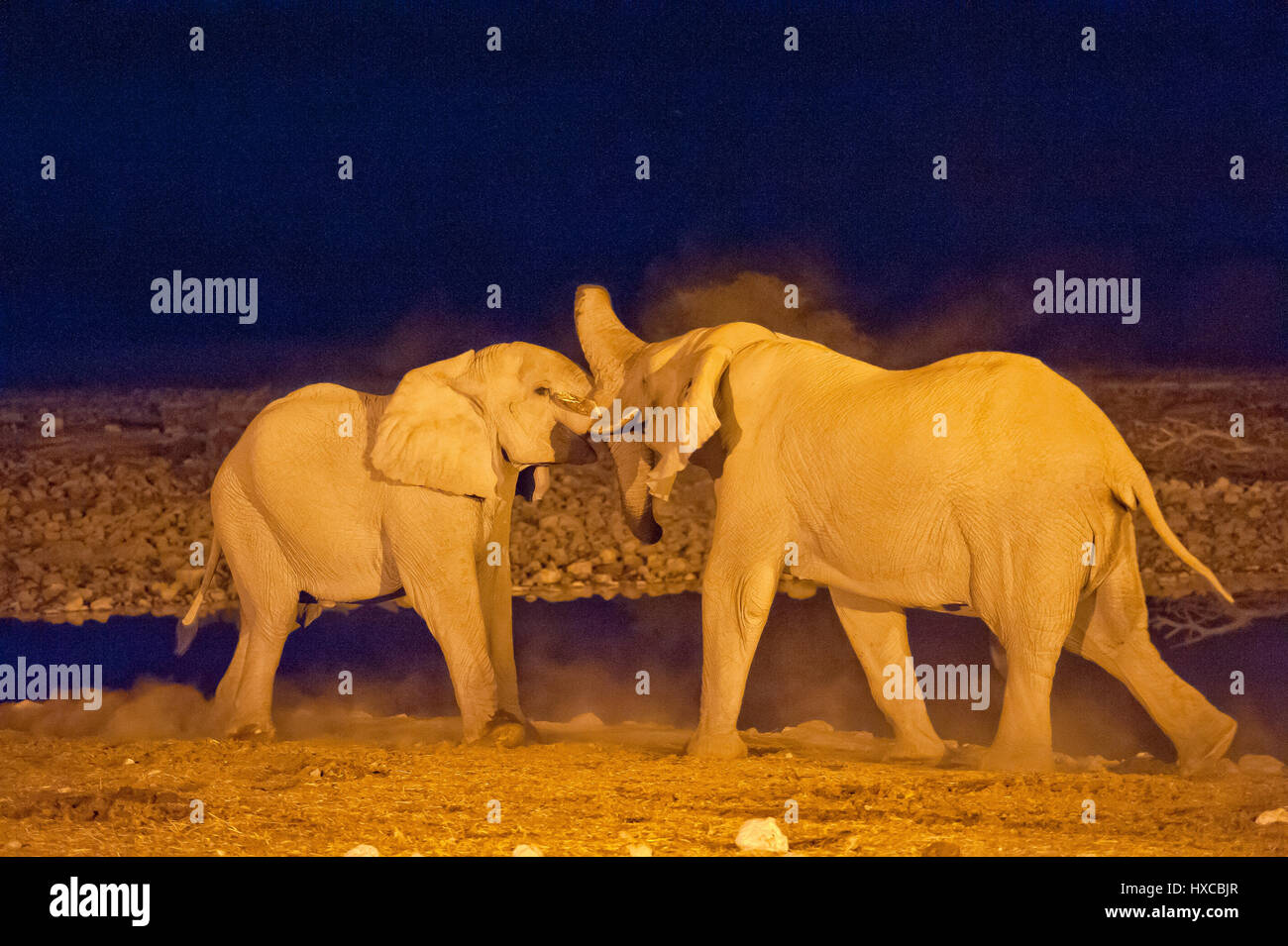 African elephant greeting hi-res stock photography and images - Alamy