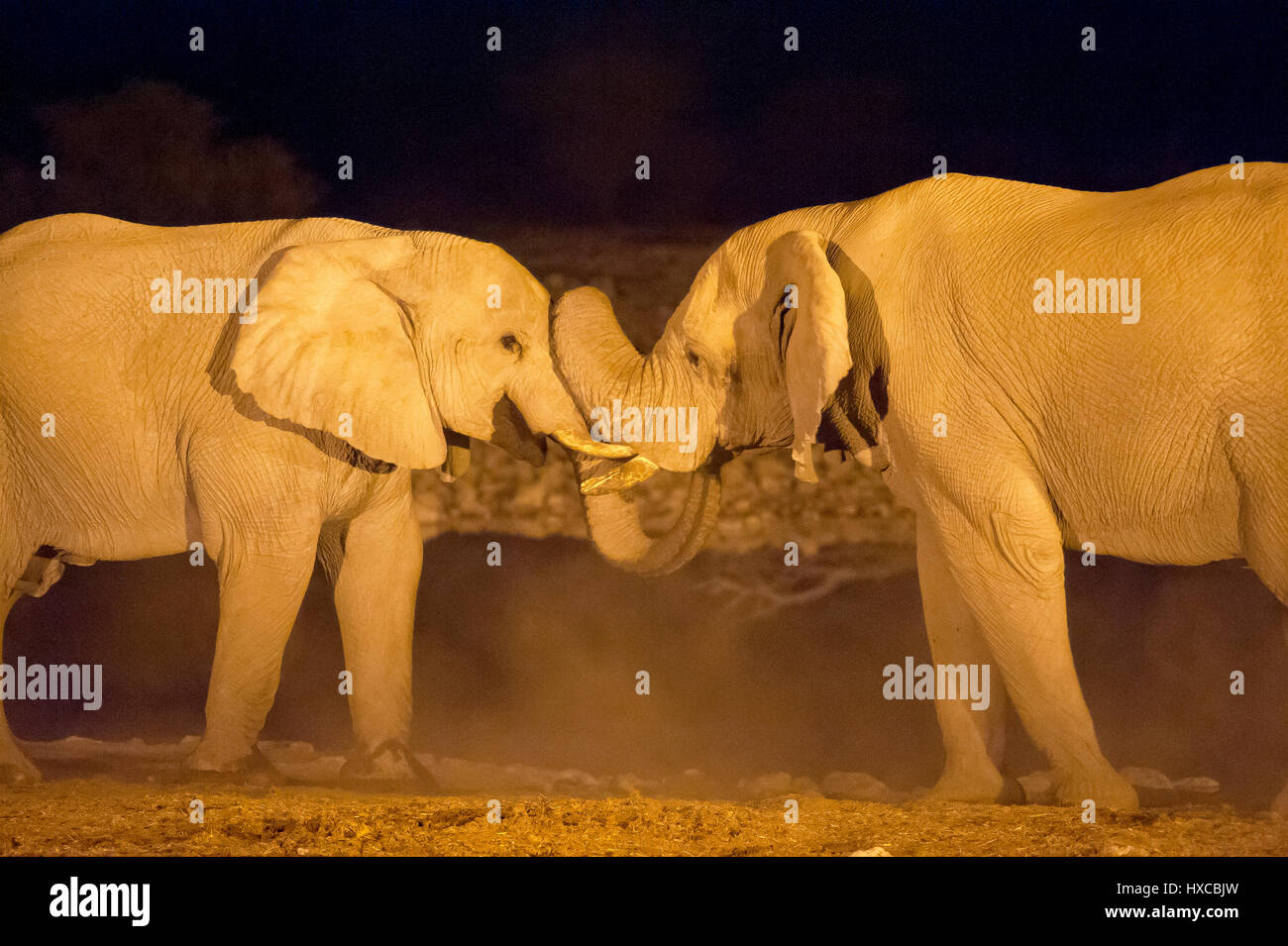 African elephant greeting hi-res stock photography and images - Alamy