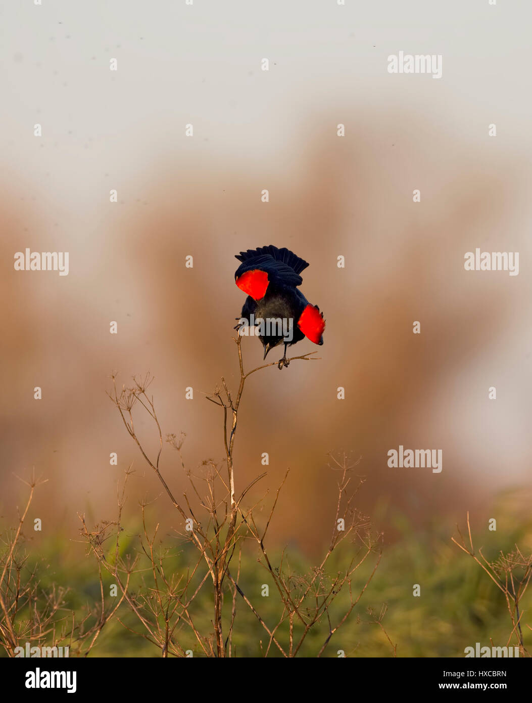 Red winged Blackbird Singing Displaying Stock Photo - Alamy