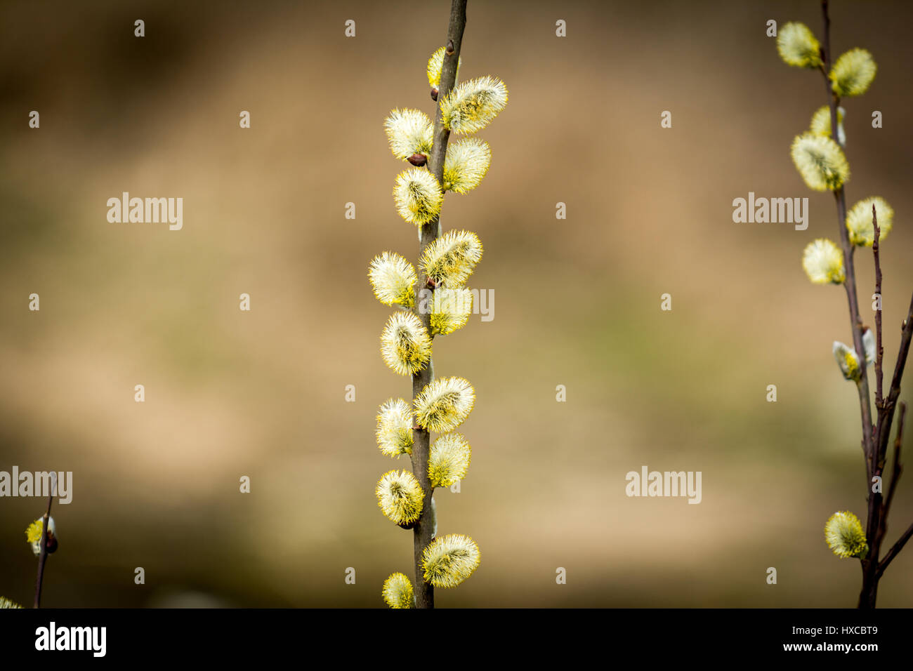 Goat willow march hi-res stock photography and images - Alamy