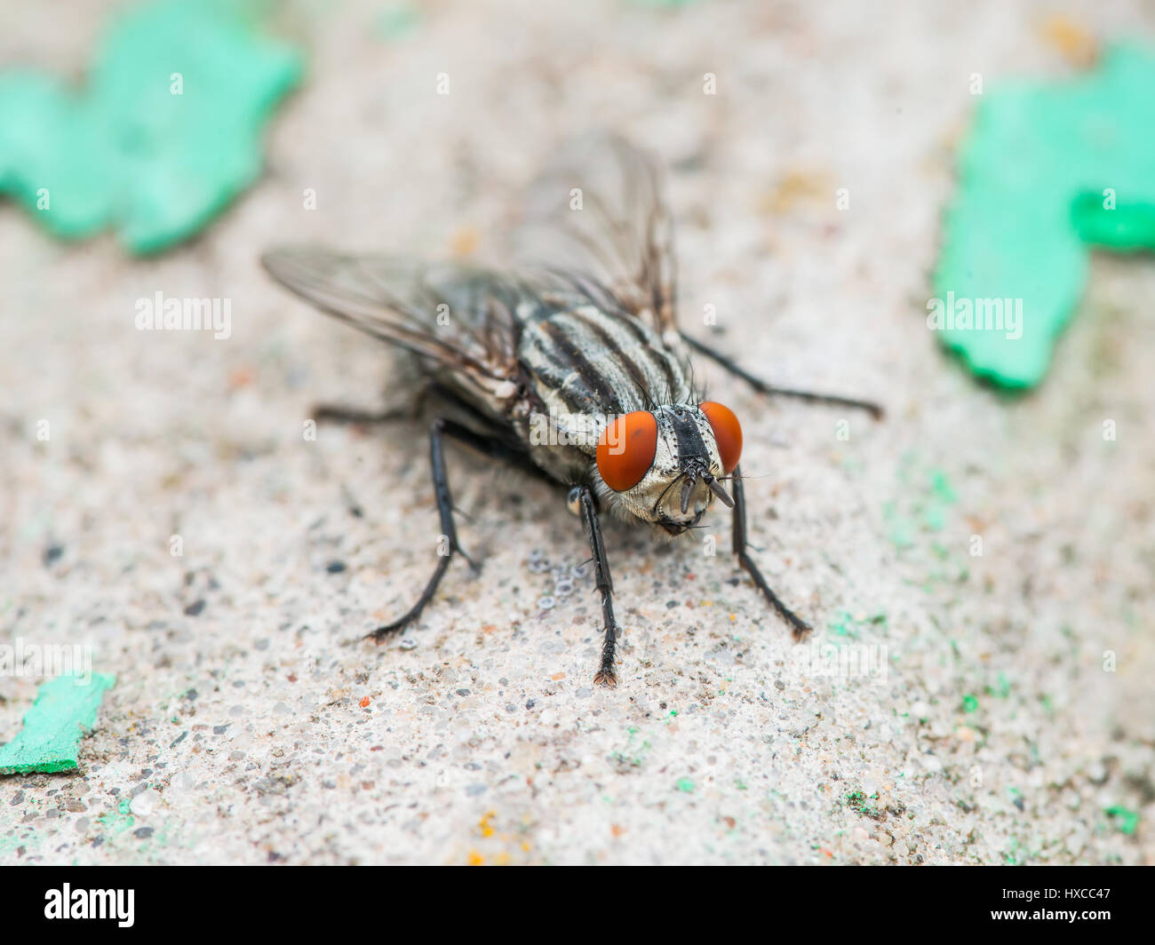 Disease carrier hi-res stock photography and images - Alamy