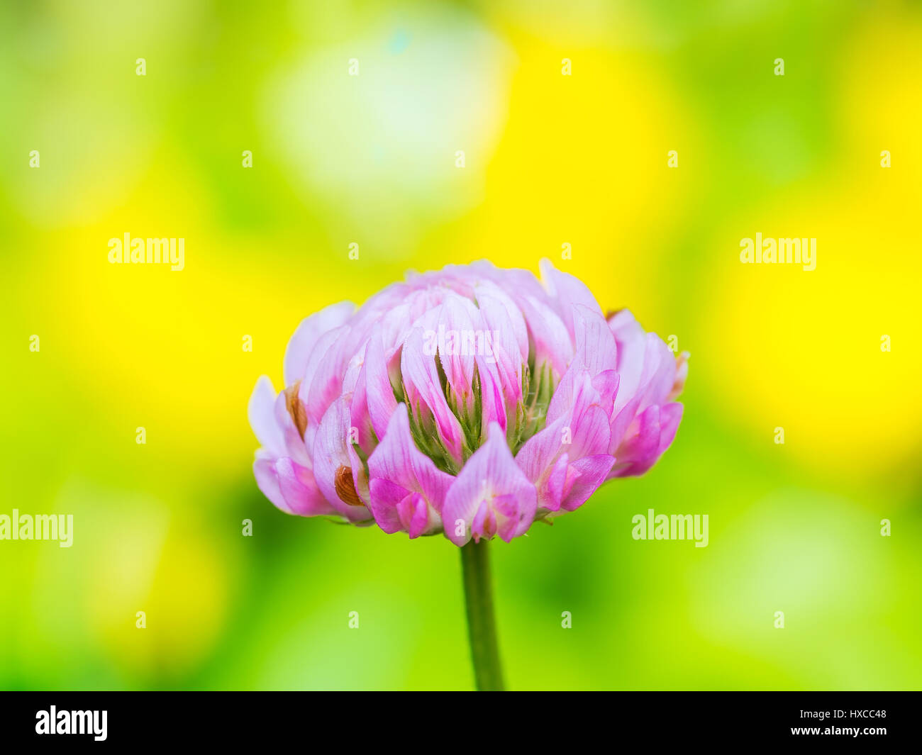 Clover Flower on Yellow Background Stock Photo - Alamy