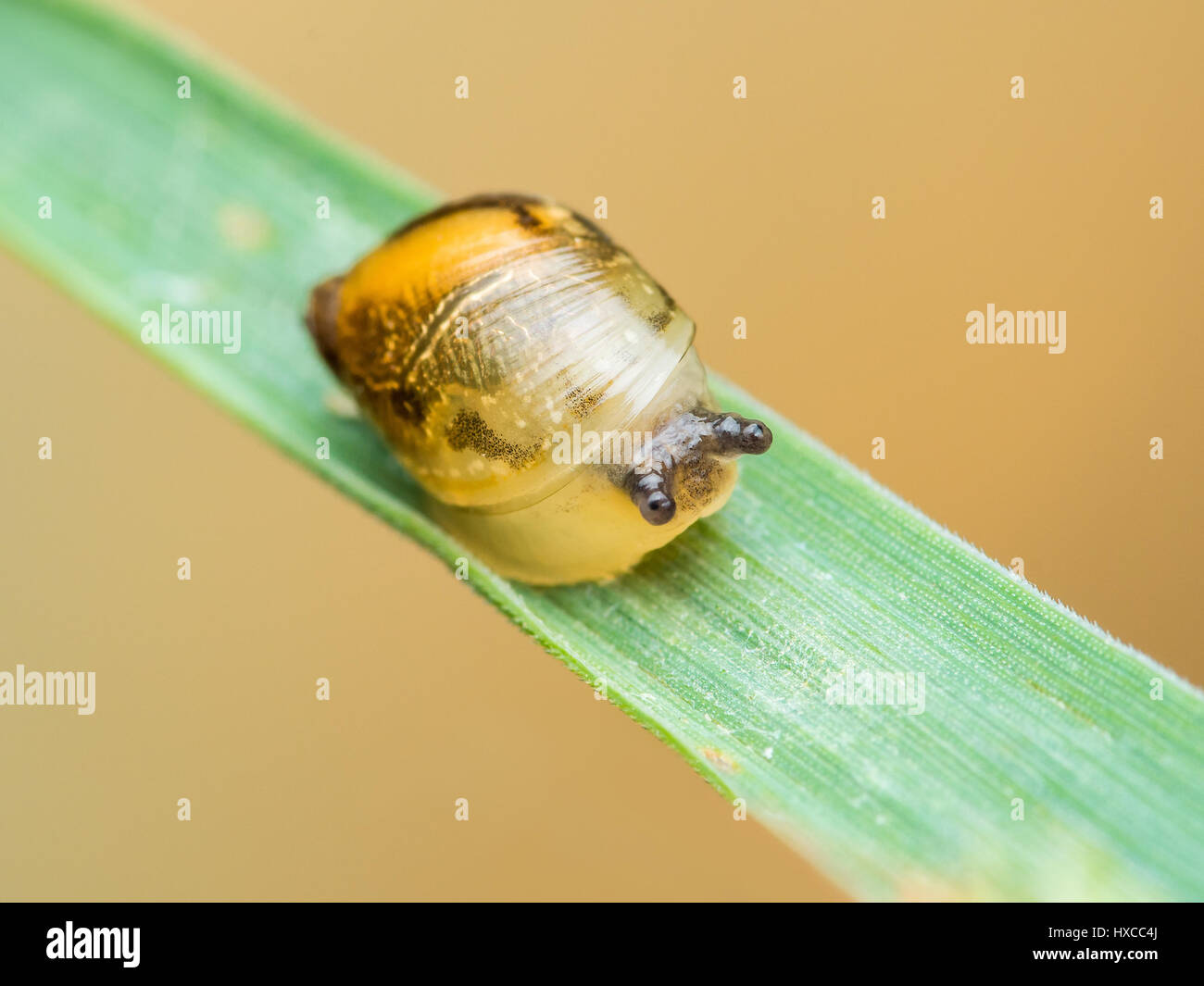 Little Snail on Grass Stock Photo - Alamy
