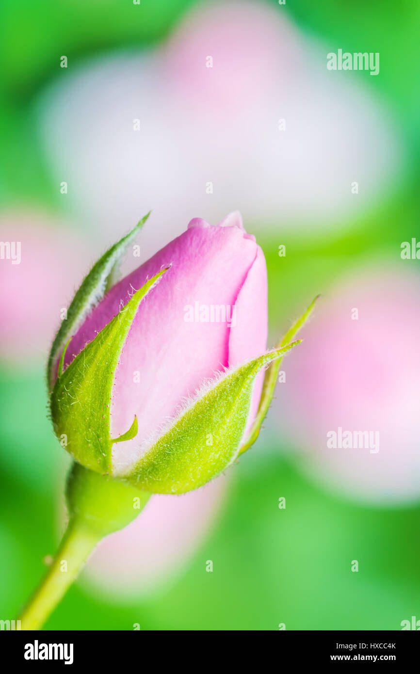 Pink Rose Flower on Green Background Stock Photo - Alamy