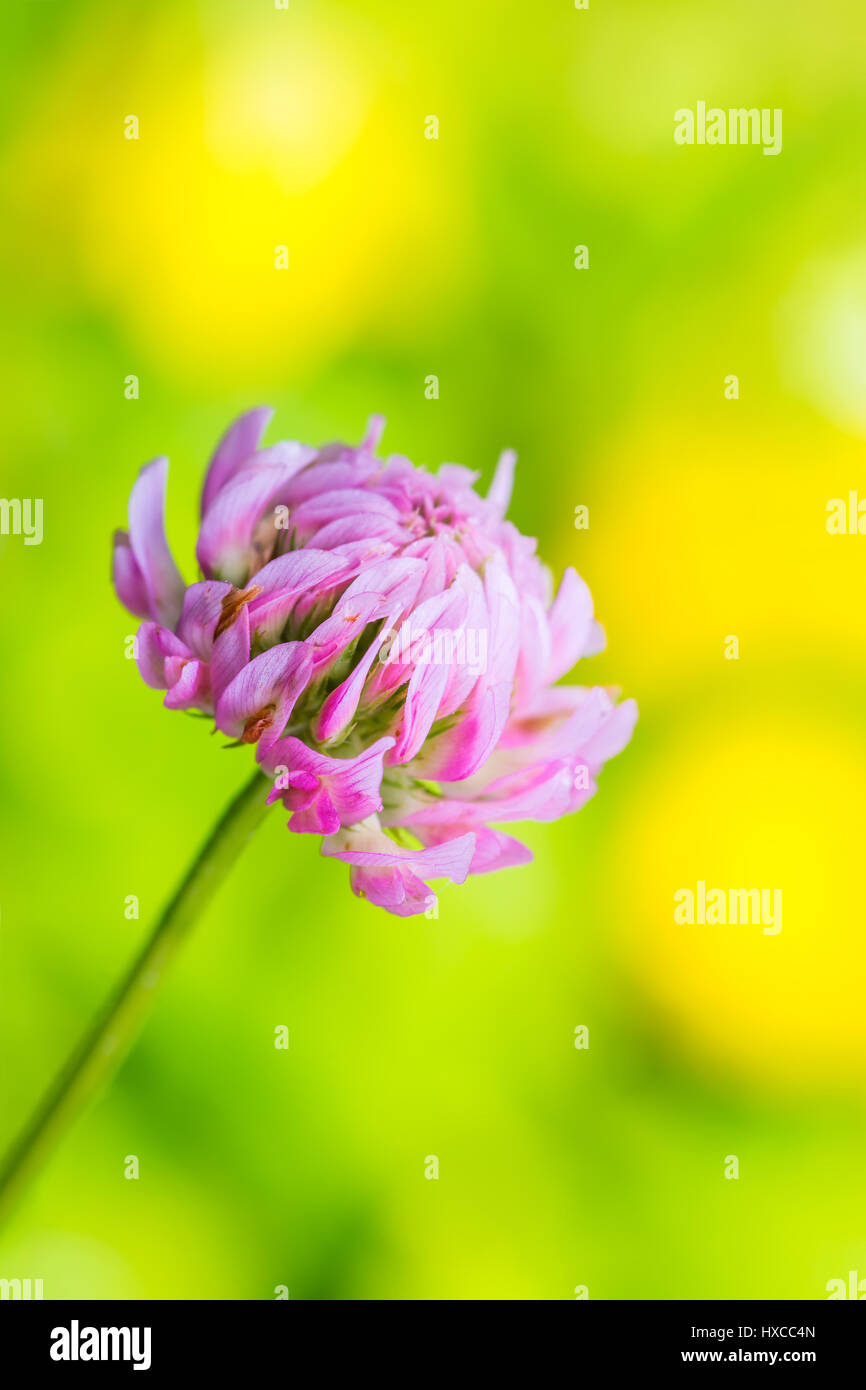 Green clover yellow blossom hi-res stock photography and images - Alamy