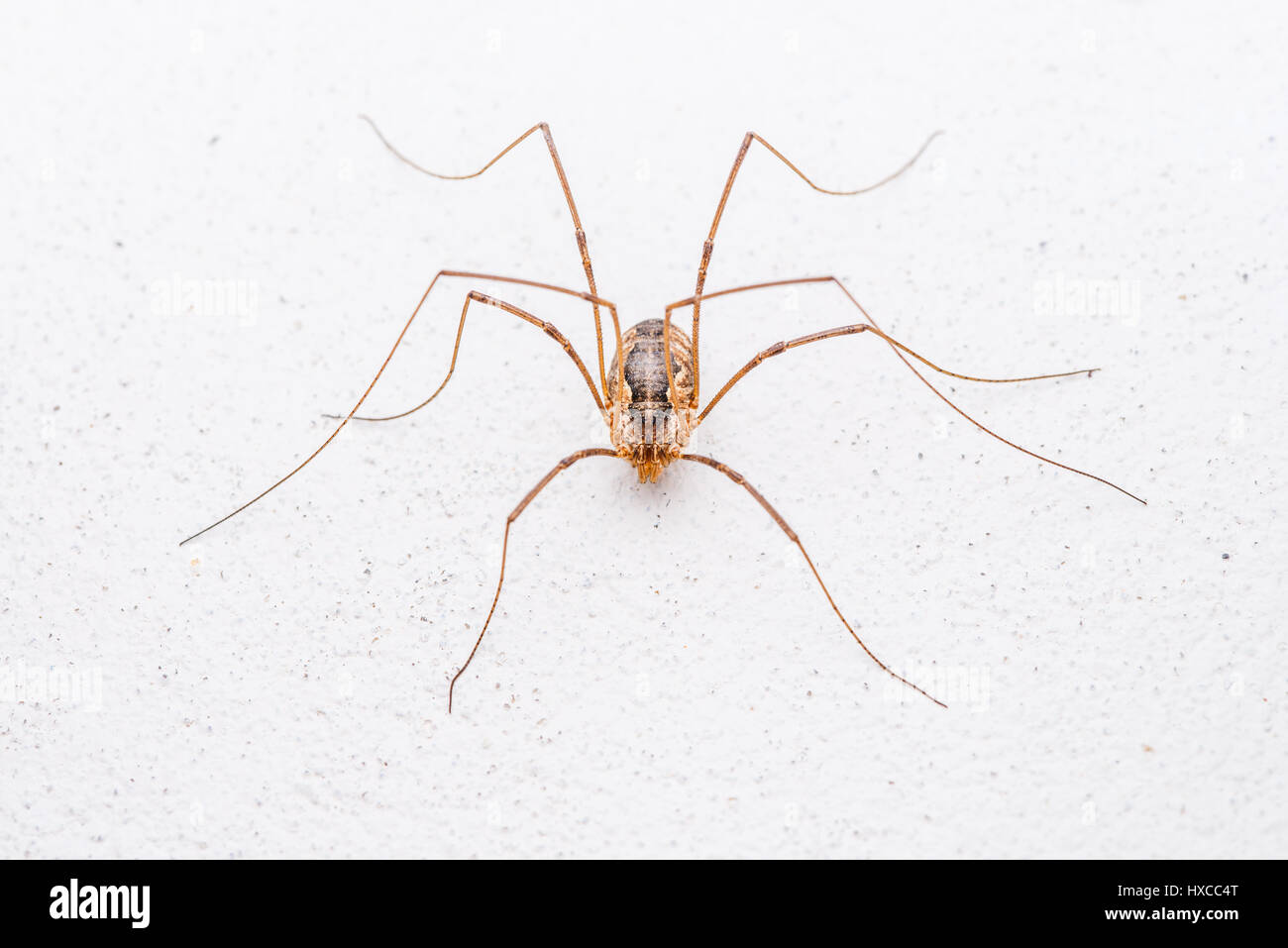 Spider with long body hi-res stock photography and images - Alamy