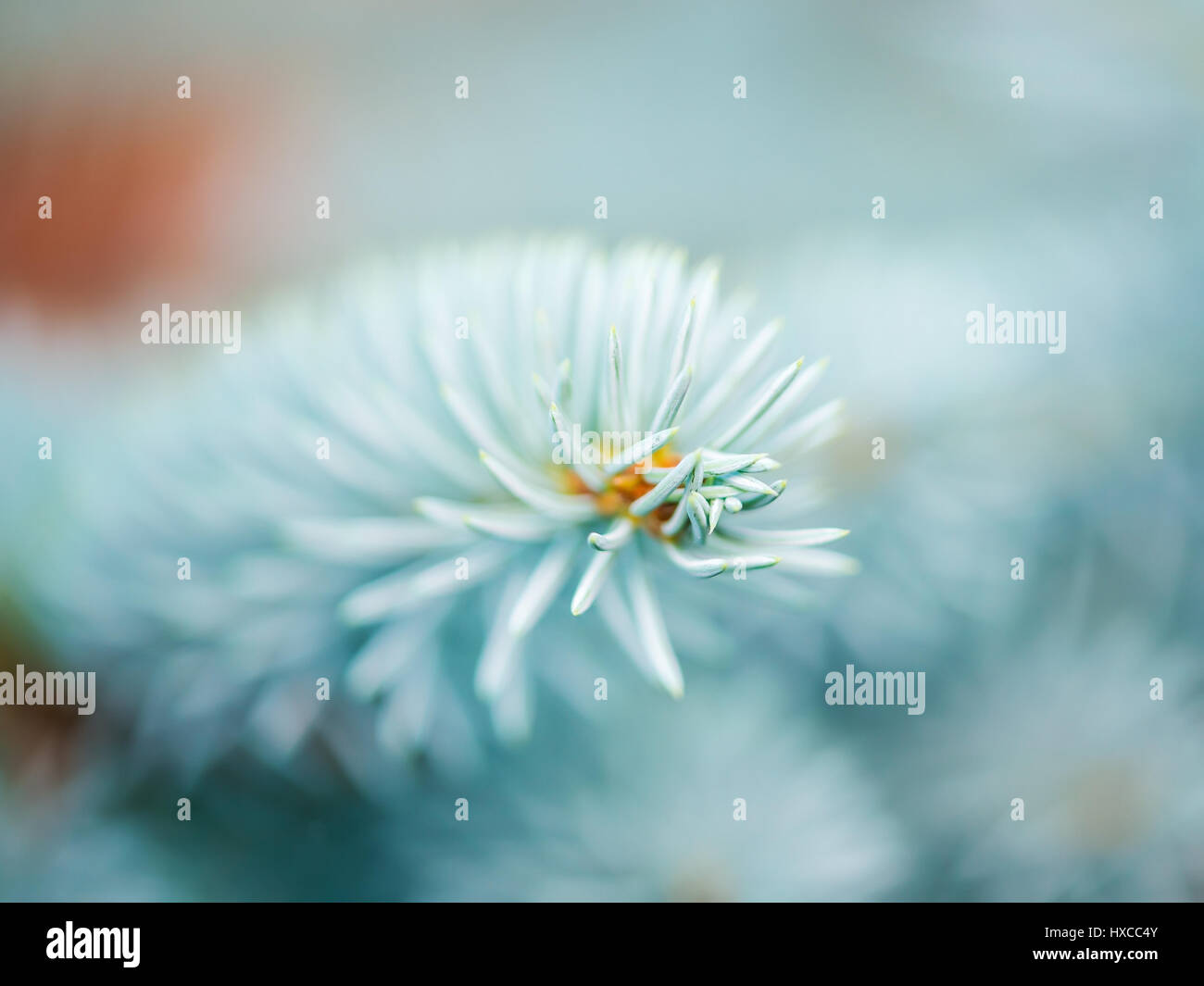 Blue spruce evergreen hi-res stock photography and images - Alamy