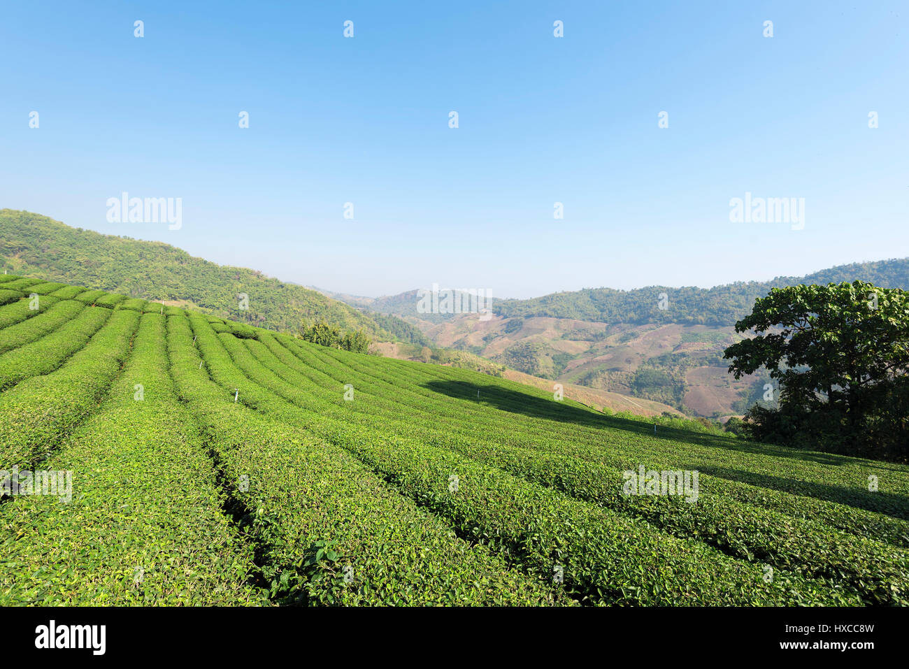 Tea plantation at Doi Mae Salong, Chiang Rai, Thailand.View of tea ...