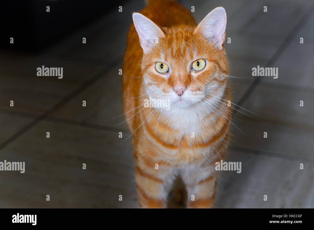 Large striped ginger cat with golden eyes standing facing the camera ...