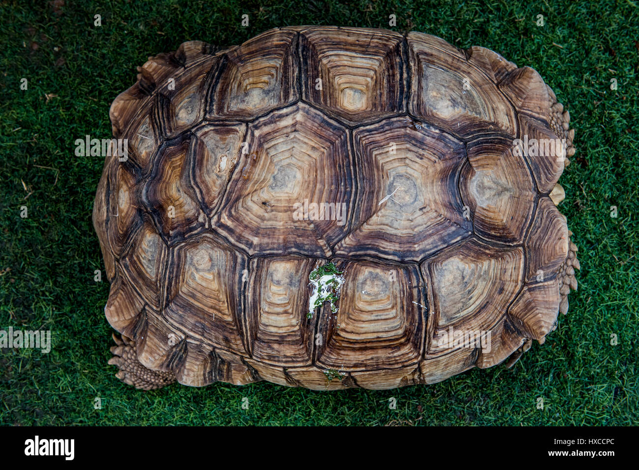 turtle, reptiles animal in the garden Stock Photo - Alamy