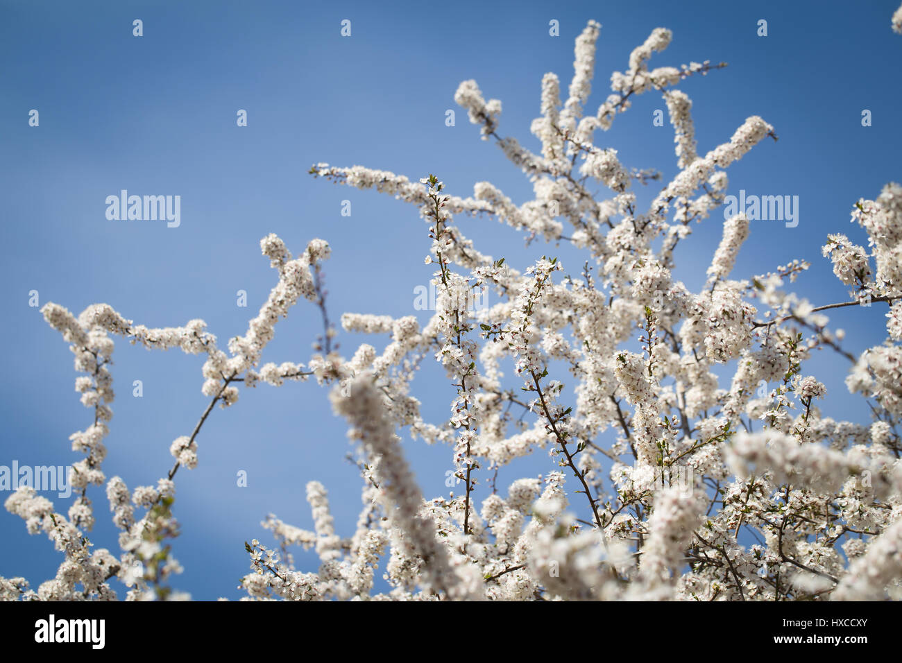 Spring perfect white Cherry blossom tree outdoors Stock Photo - Alamy
