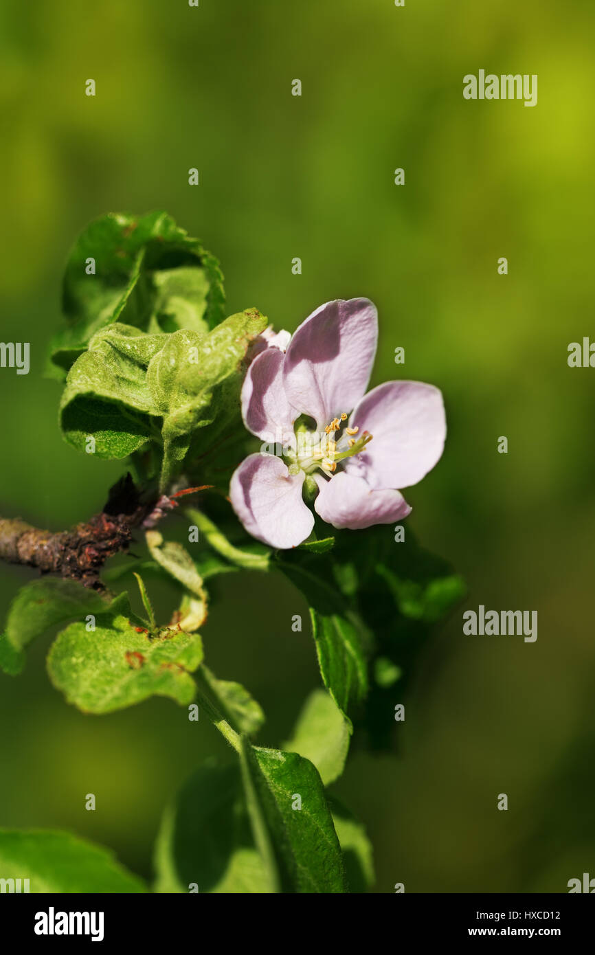 Orchard apple blossom tree spring symbol outdoors Stock Photo - Alamy