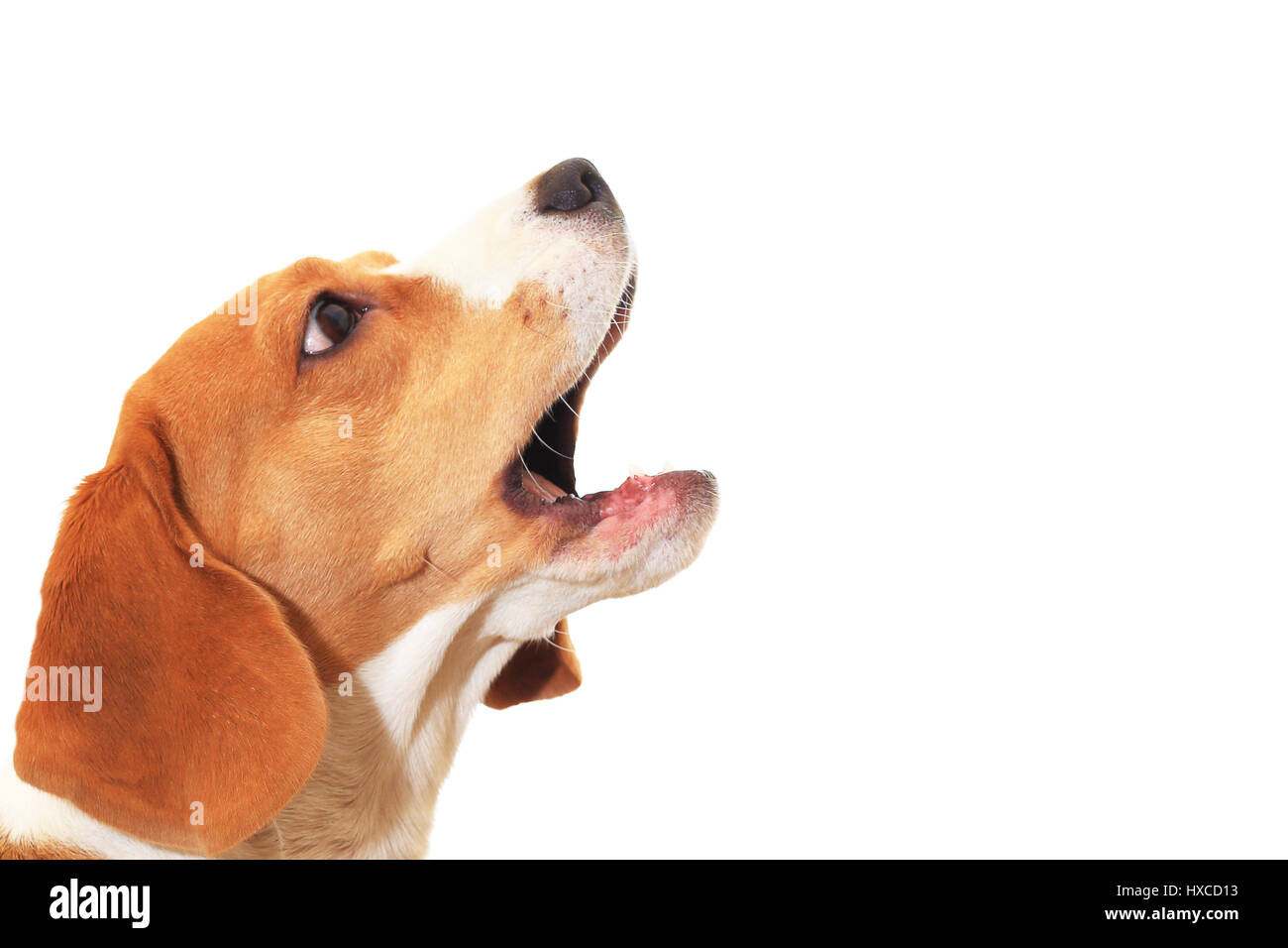 Dog head with open mouth close-up. Dog head with open mouth isolated on ...