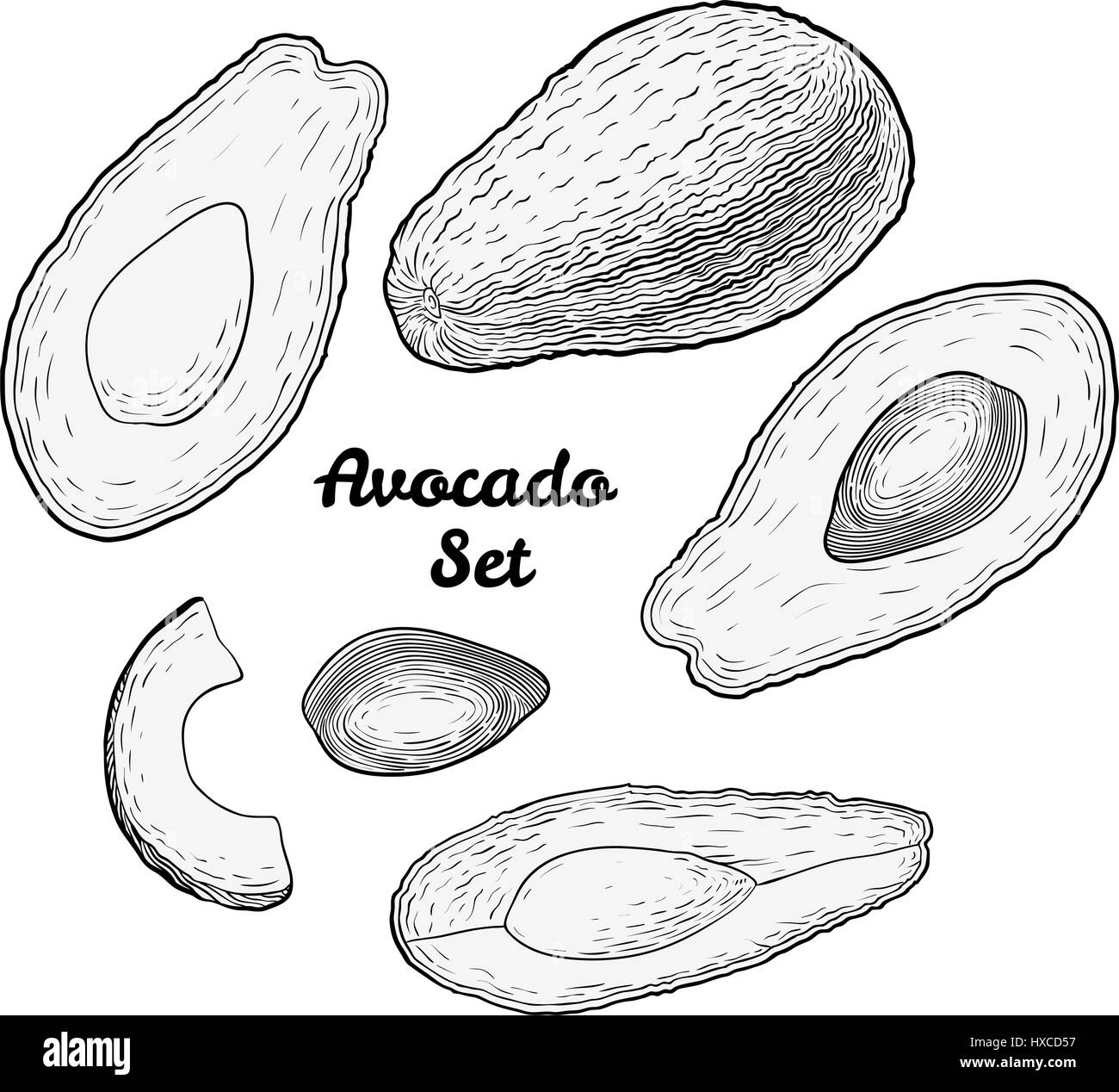Hand drawn engraved avocado set isolated on white background Stock ...