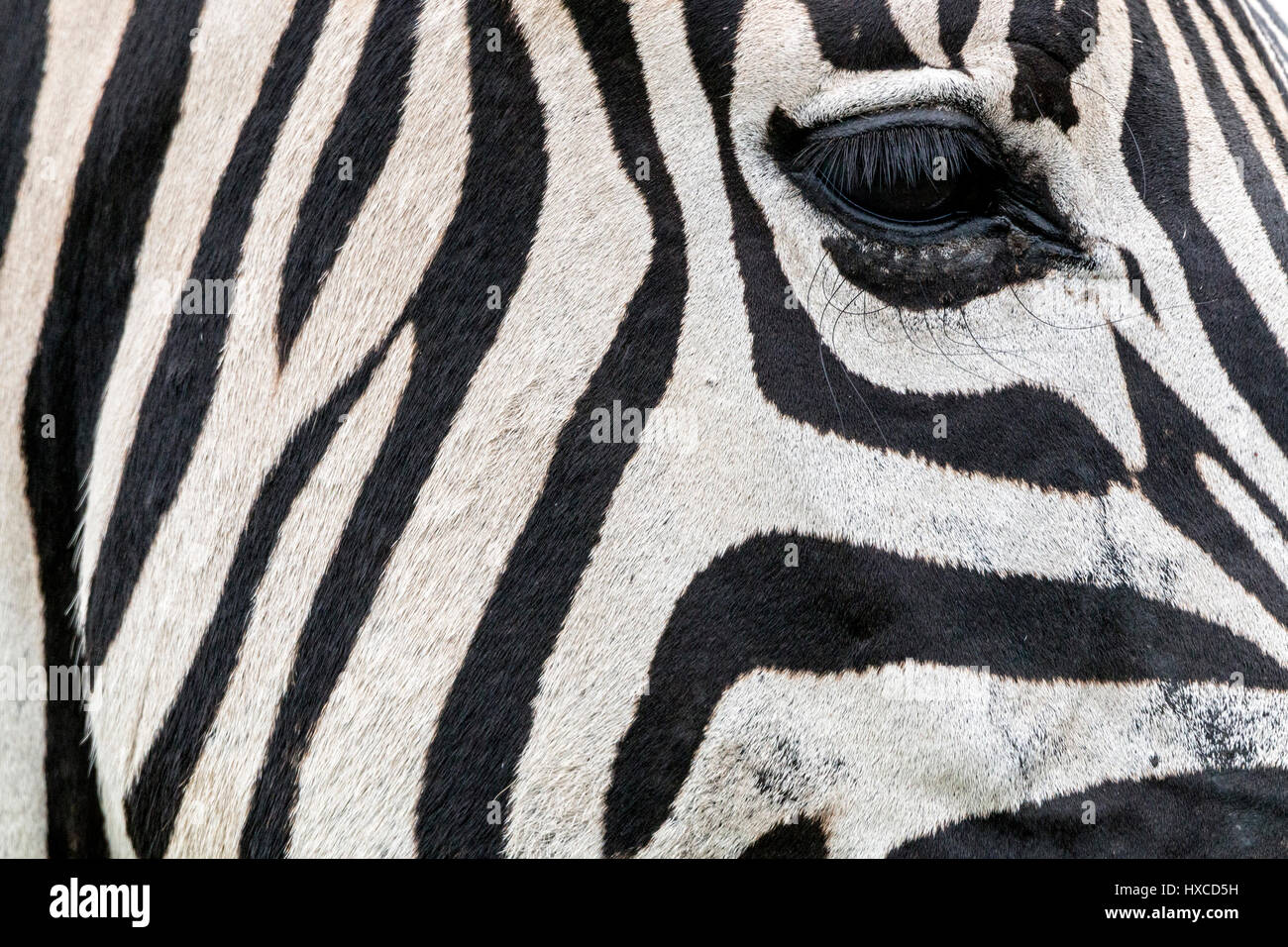 Zebra eyelashes hi-res stock photography and images - Alamy