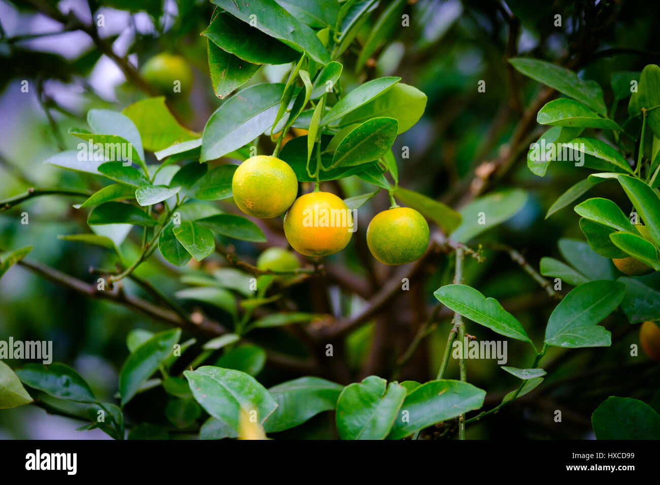 Mandarin trees hi-res stock photography and images - Alamy