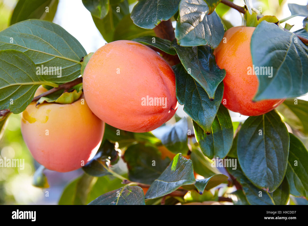 Persimmon fruits in trees field agriculture at Spain Stock Photo - Alamy
