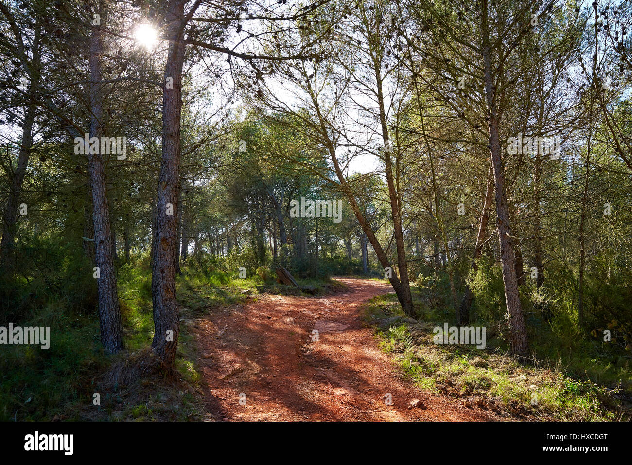 Sierra Calderona mountains in Valencia pine forest of Spain Stock Photo ...