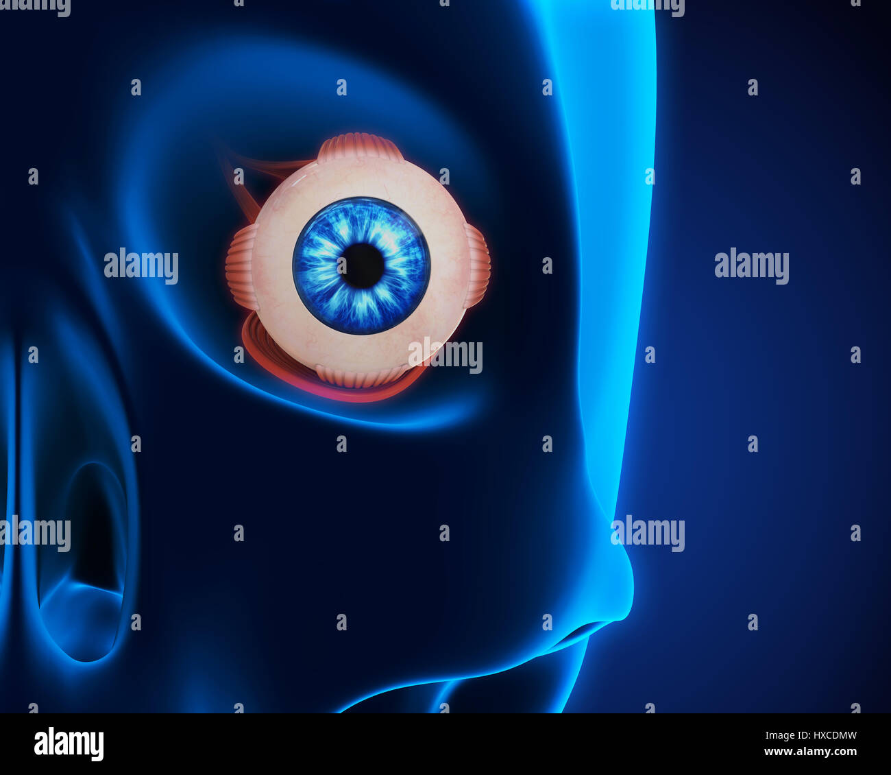Human Eye Extraocular Muscles Stock Photo - Alamy